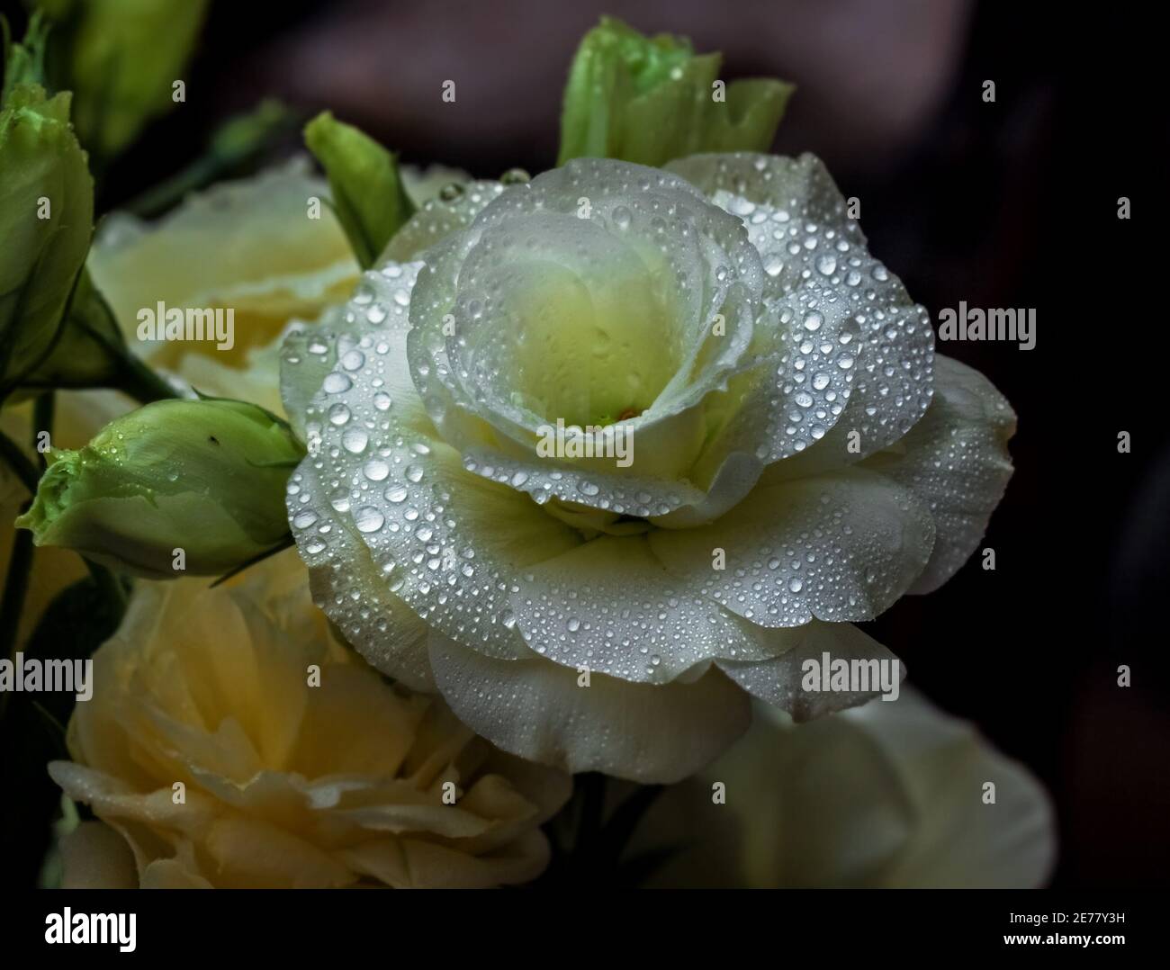 Pretty fresh white blooming eustoma flower with clear water drops Stock ...