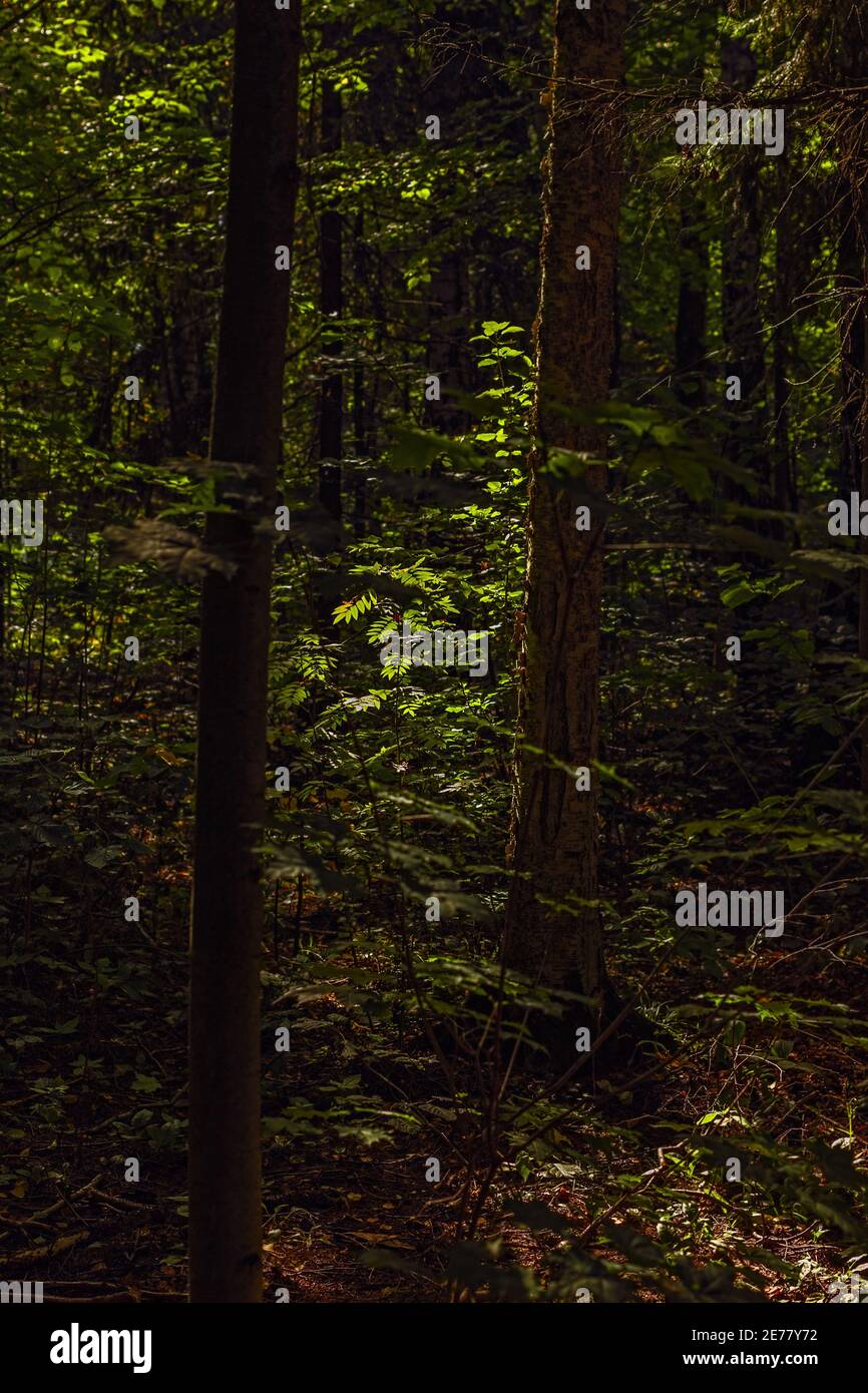 Real sun rays in woods between trees in summer morning Stock Photo - Alamy