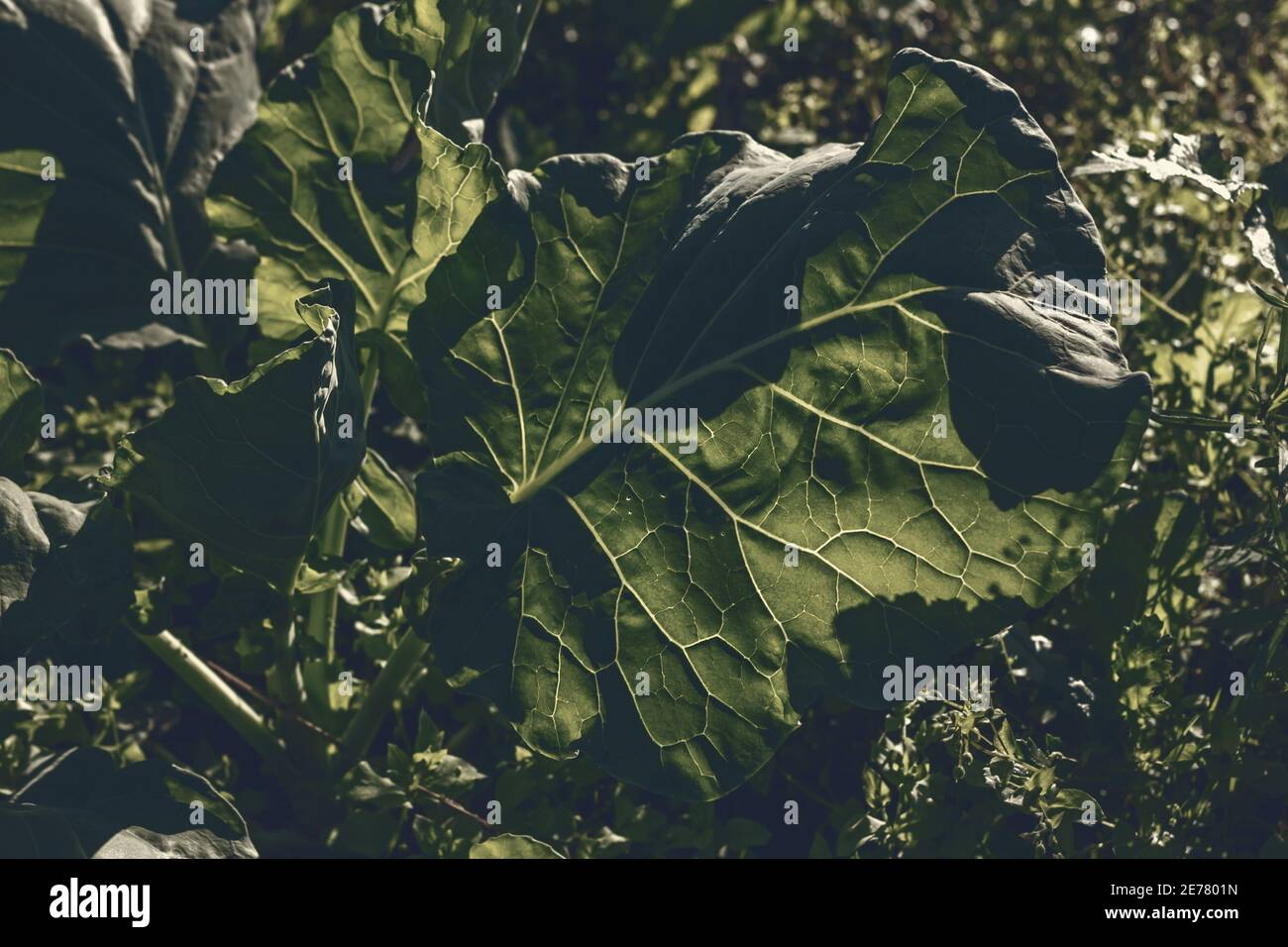 Little photosynthesis hi-res stock photography and images - Alamy