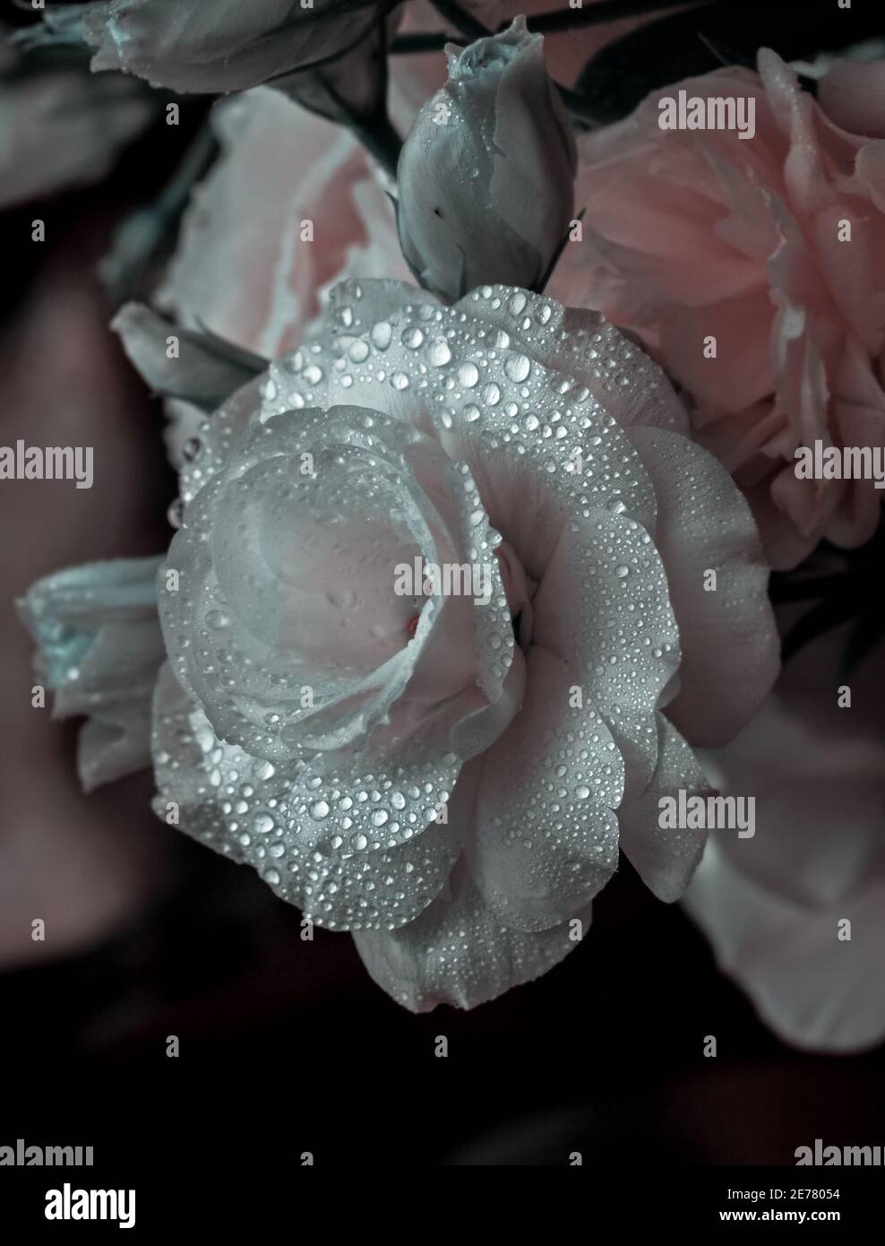 Real magic hi-res stock photography and images - Alamy