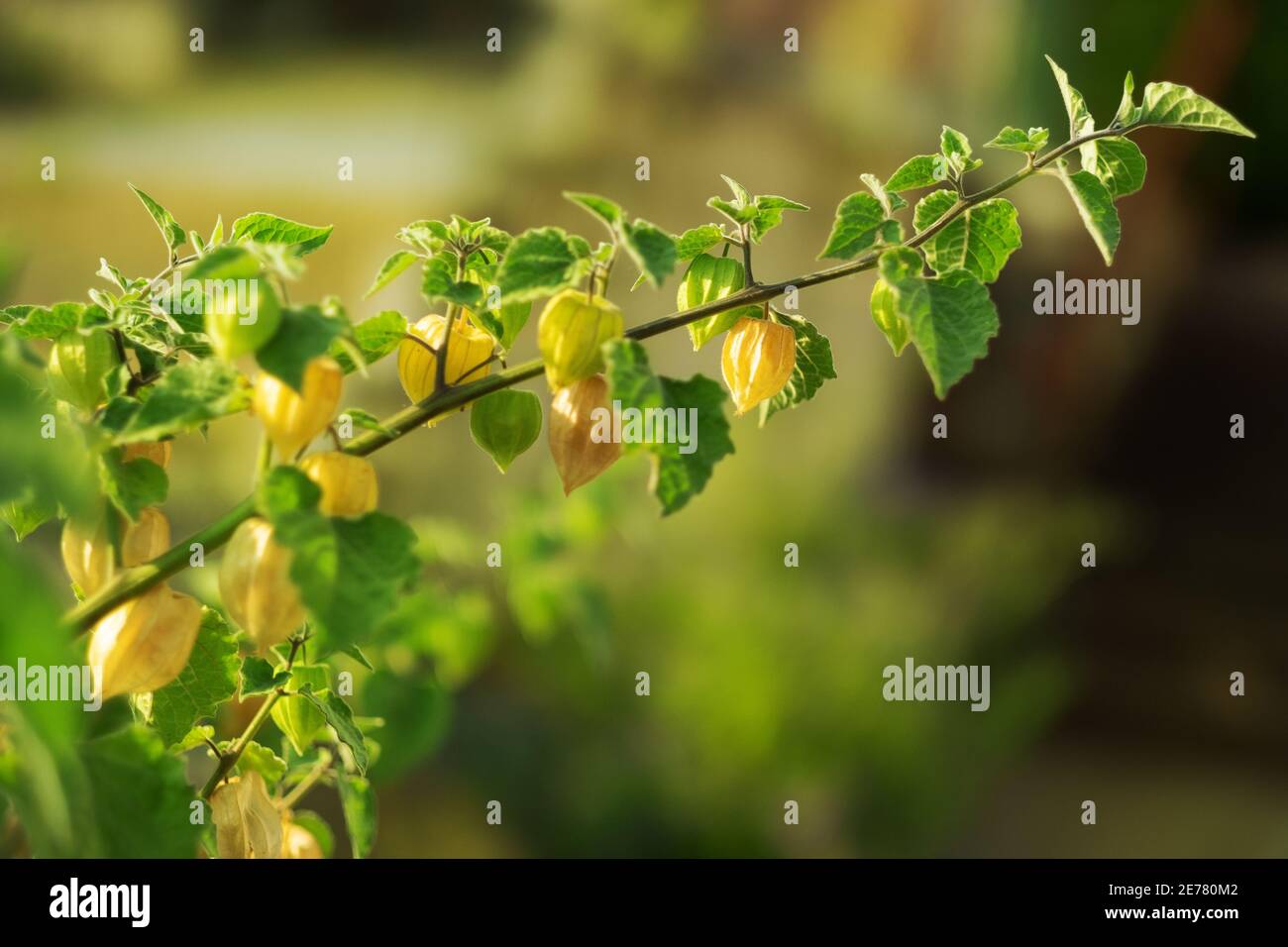 Andean berry bladder cherry hi-res stock photography and images - Alamy