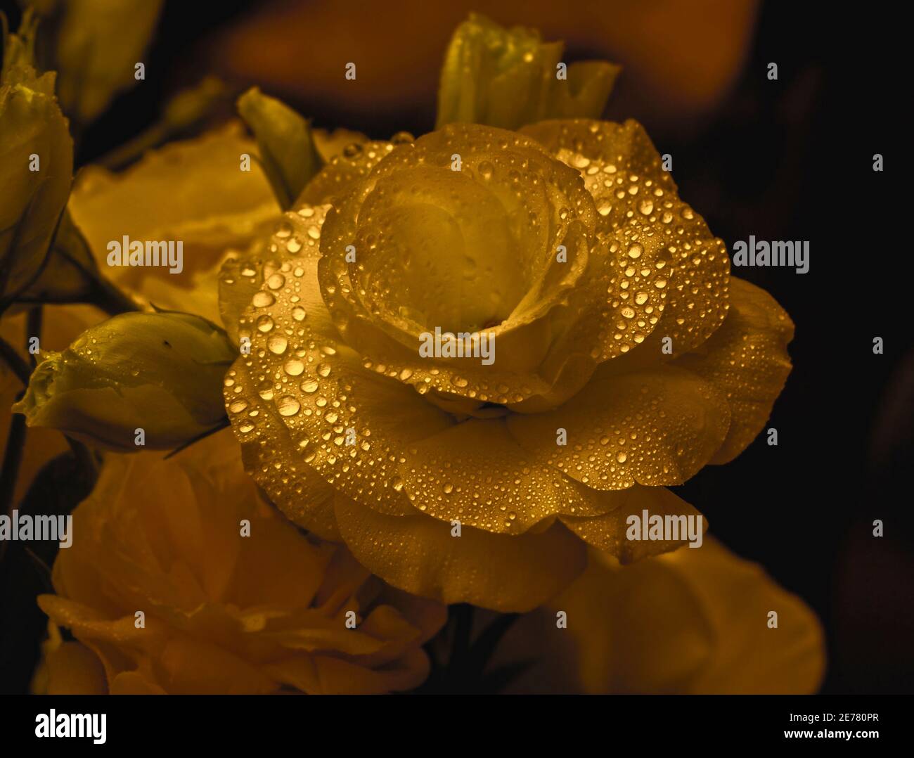 Pretty real open eustoma in water crystal drops sepia color Stock Photo ...