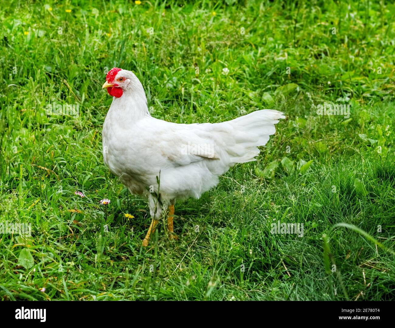 Chicken village hi-res stock photography and images - Alamy