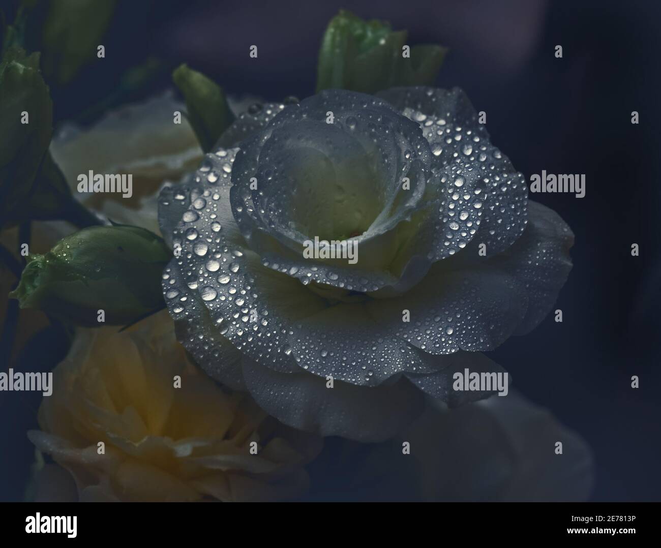 Pretty real open eustoma in water crystal drops dark sepia color Stock ...