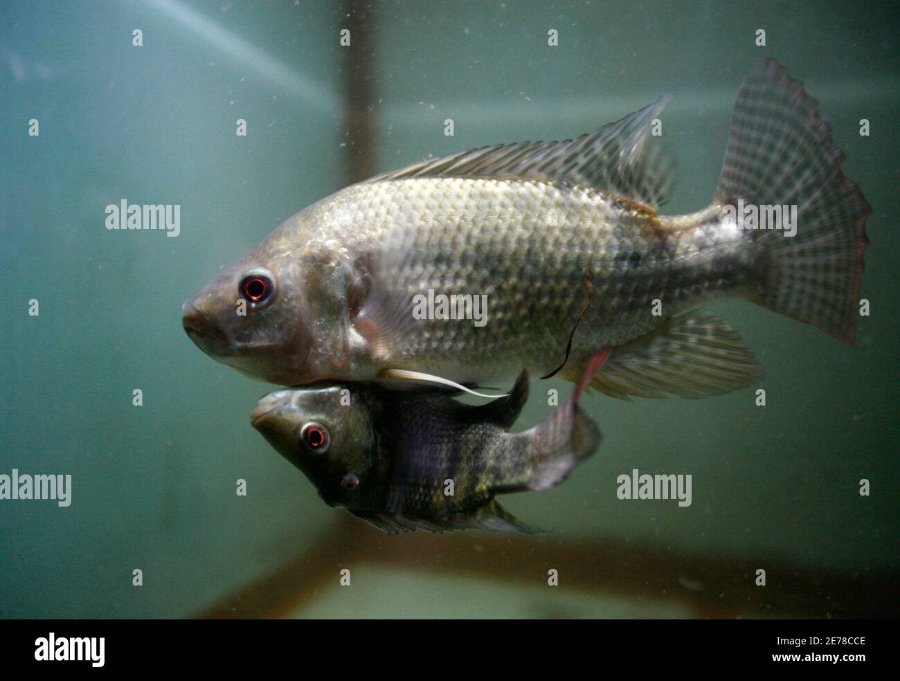 Conjoined fish hi-res stock photography and images - Alamy