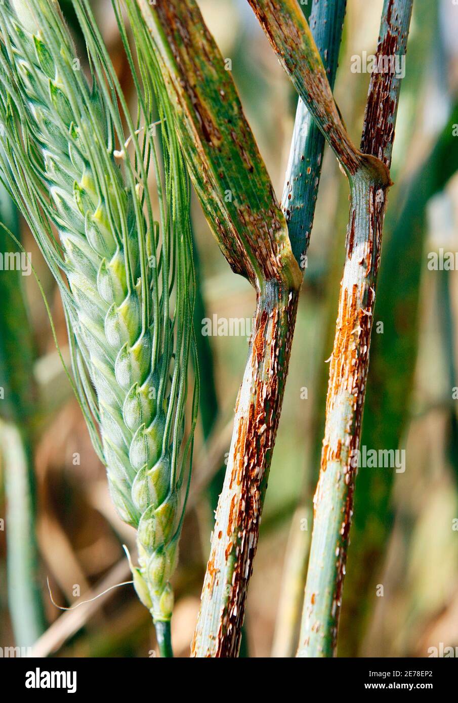 Rust university hi-res stock photography and images - Alamy