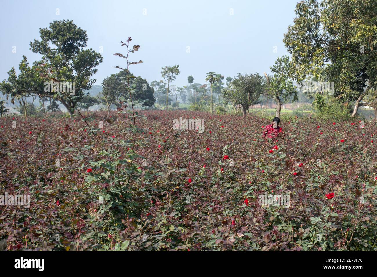 Flowers of bangladesh hi-res stock photography and images - Alamy