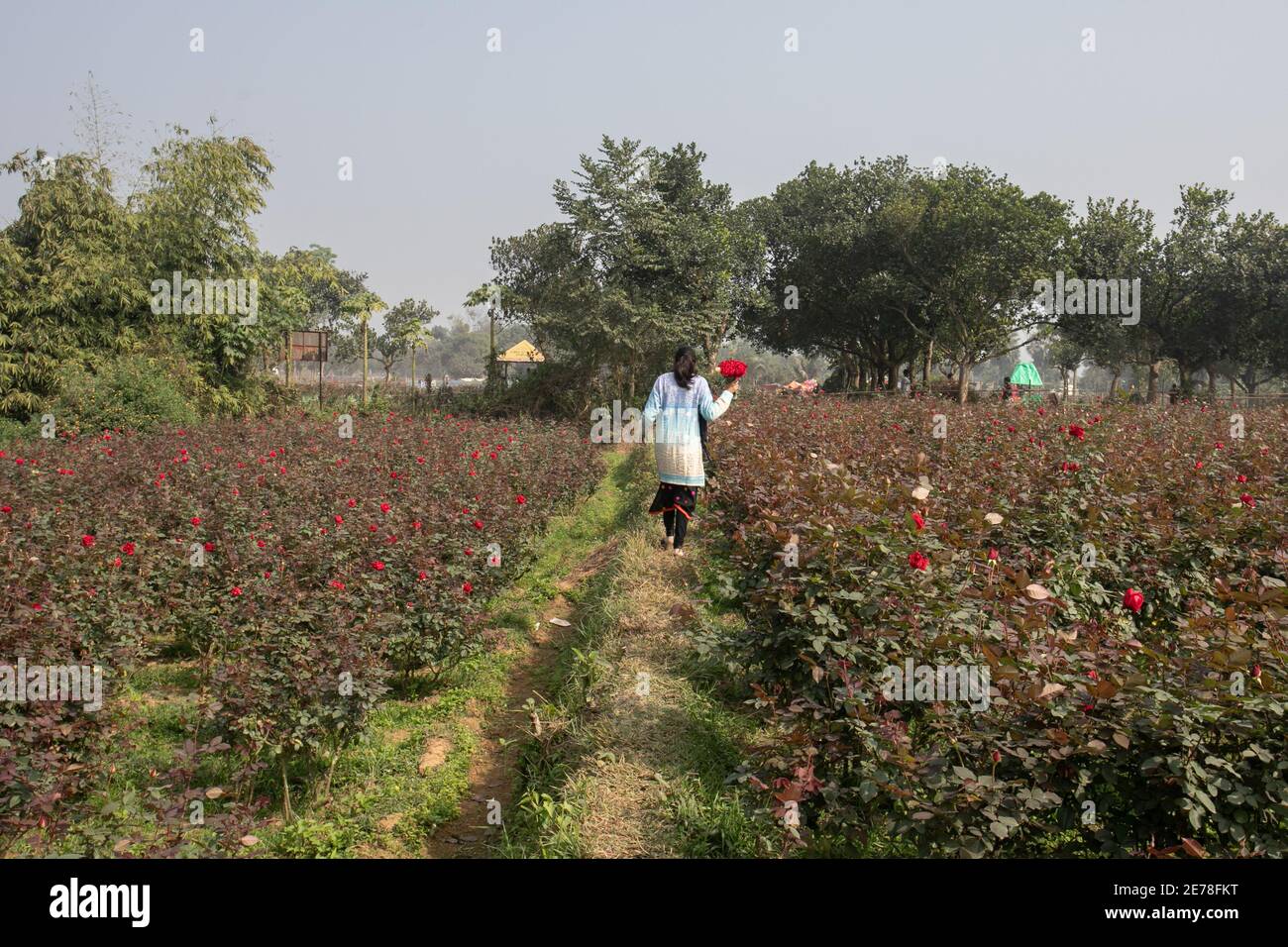 Dhaka, Bangladesh. 26th Jan, 2021. A visitor walks at a flower field in ...