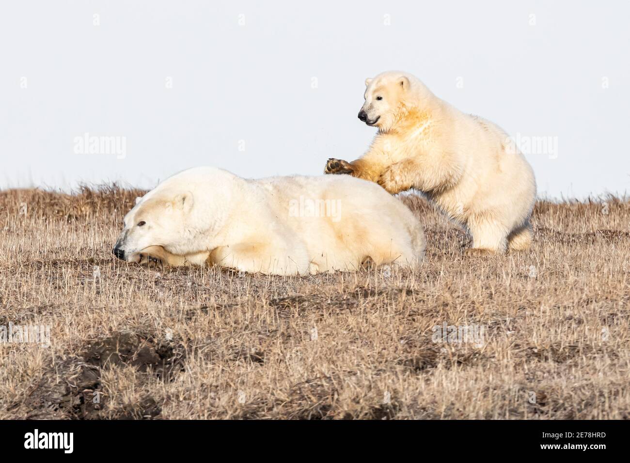 Playful Polar bear (Ursus maritimus) mother and cub in the Arctic Circle of Kaktovik, Alaska ...
