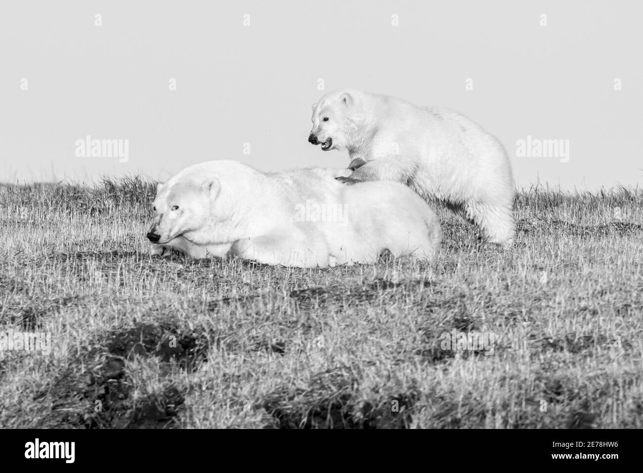 Playful Polar bear (Ursus maritimus) mother and cub in the Arctic Circle of Kaktovik, Alaska ...