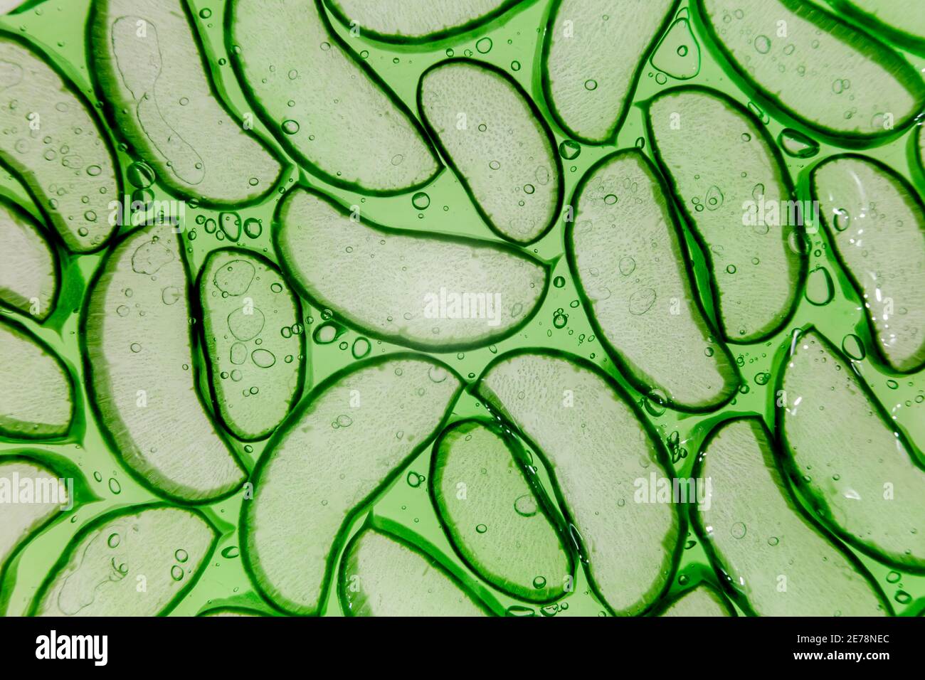 Aloe vera slice texture background. Medicinal plant. Used to treat and ...