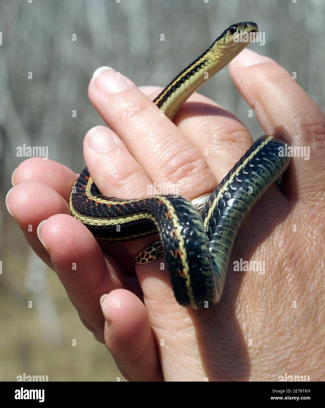 Red sided garter snake canada mating hi-res stock photography and ...