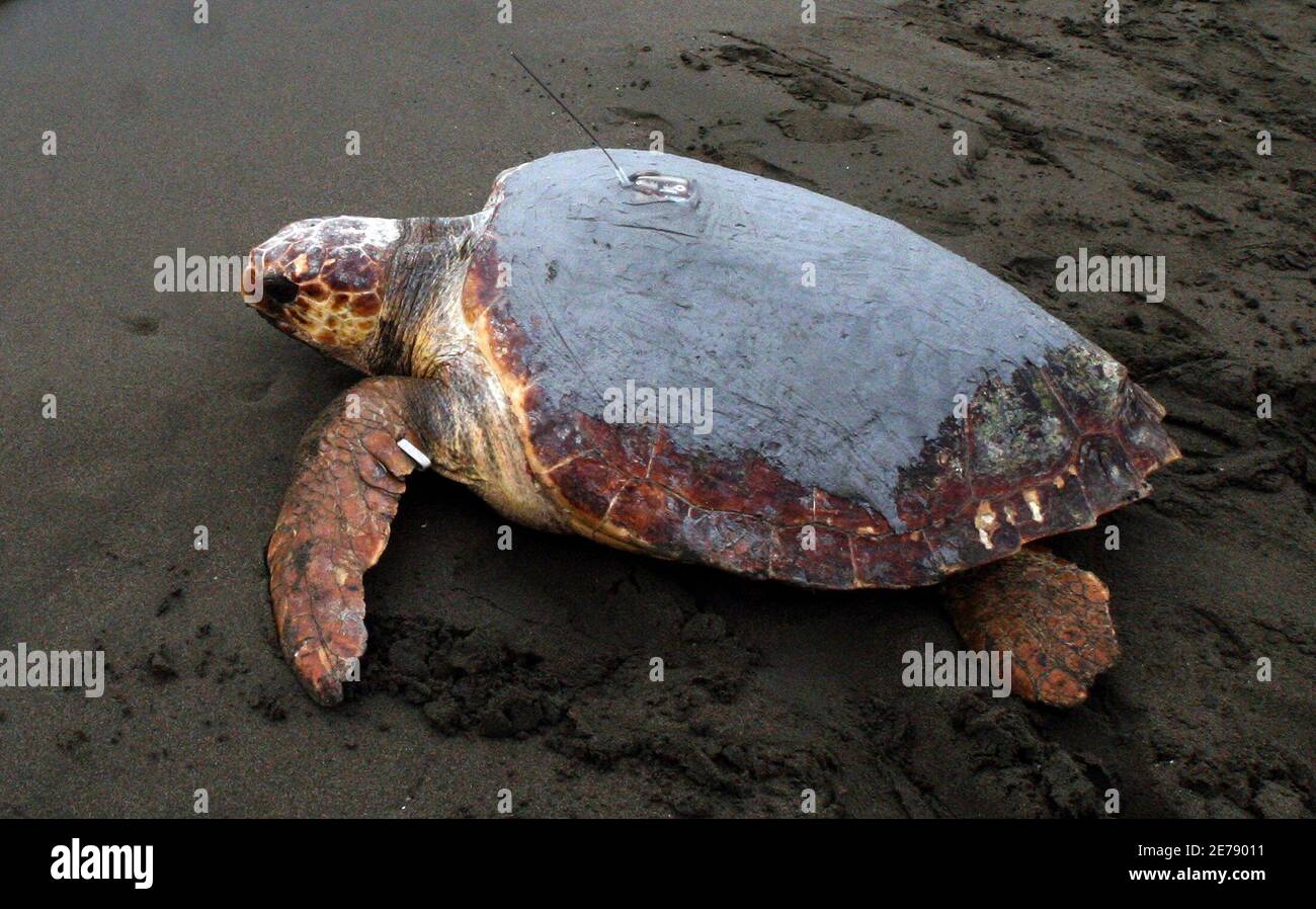 Sea turtle transmitter hi-res stock photography and images - Alamy