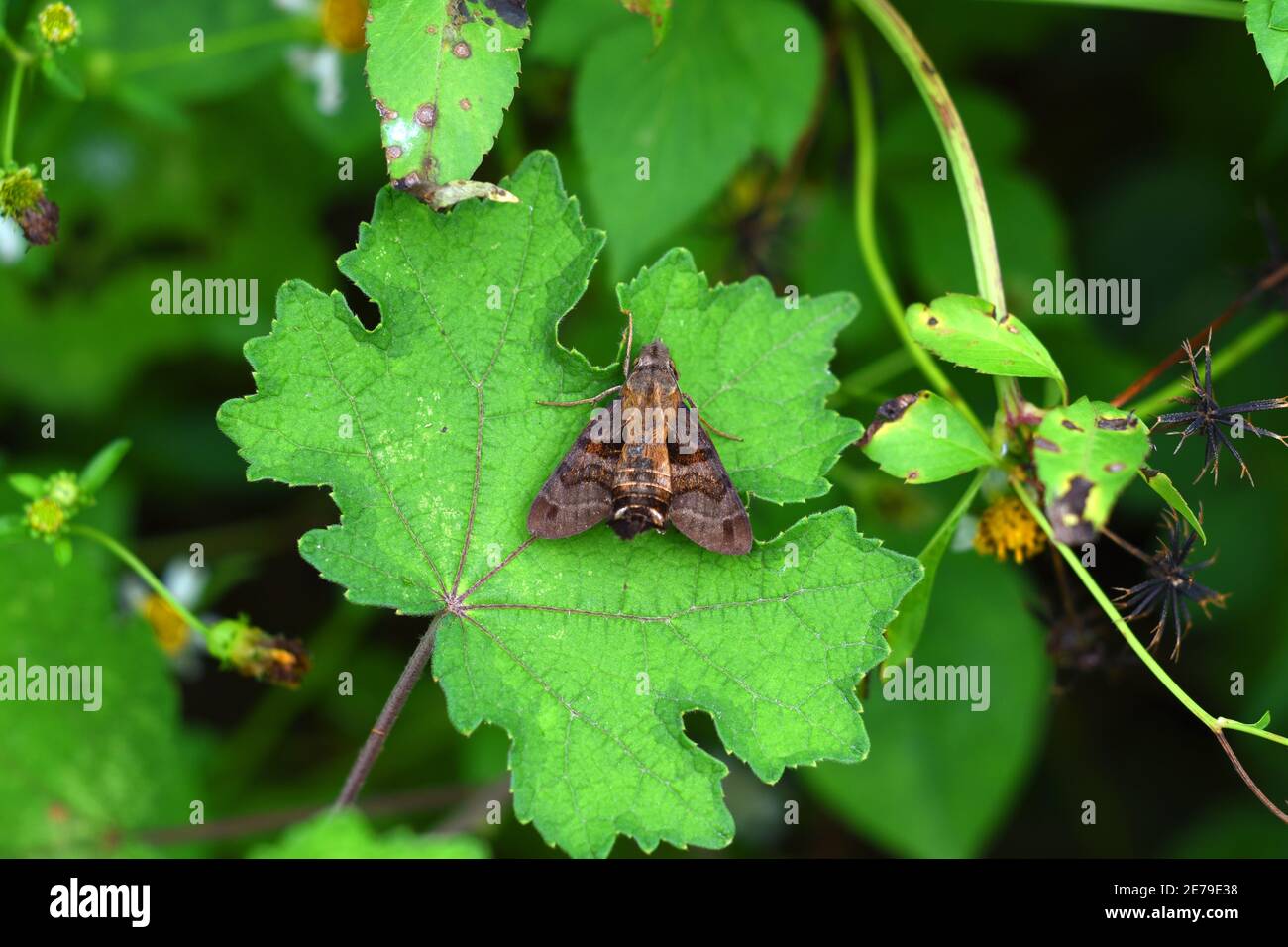 Hummingbird hawk moth garden pollinator hi-res stock photography and ...