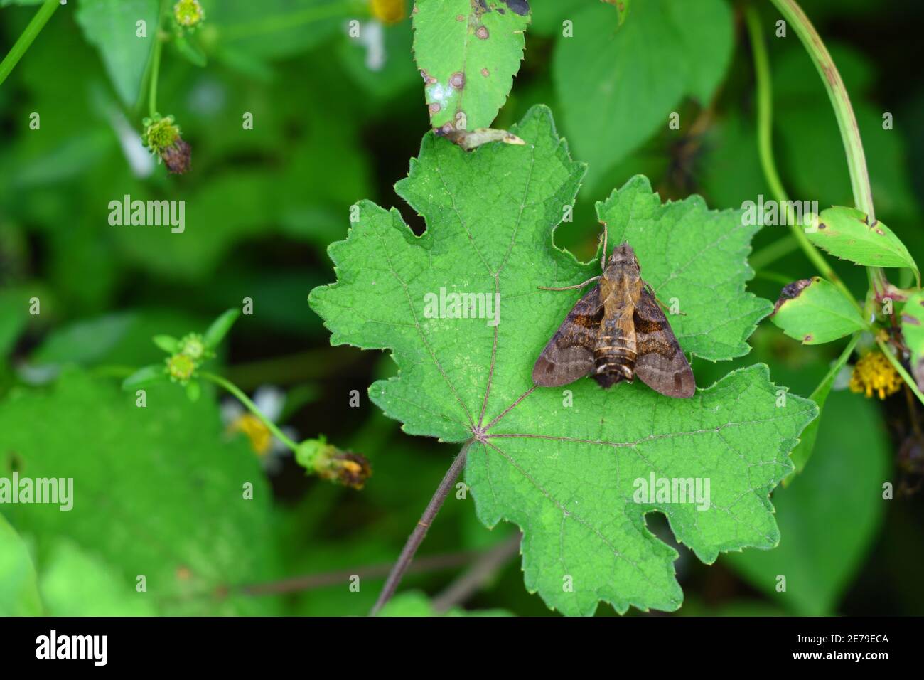 Hummingbird hawk moth garden pollinator hi-res stock photography and ...