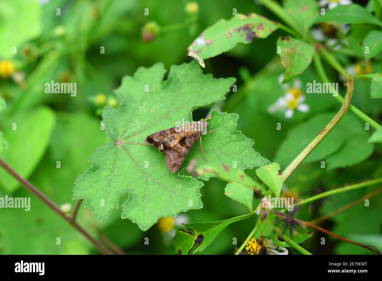 Hummingbird hawk moth garden pollinator hi-res stock photography and ...