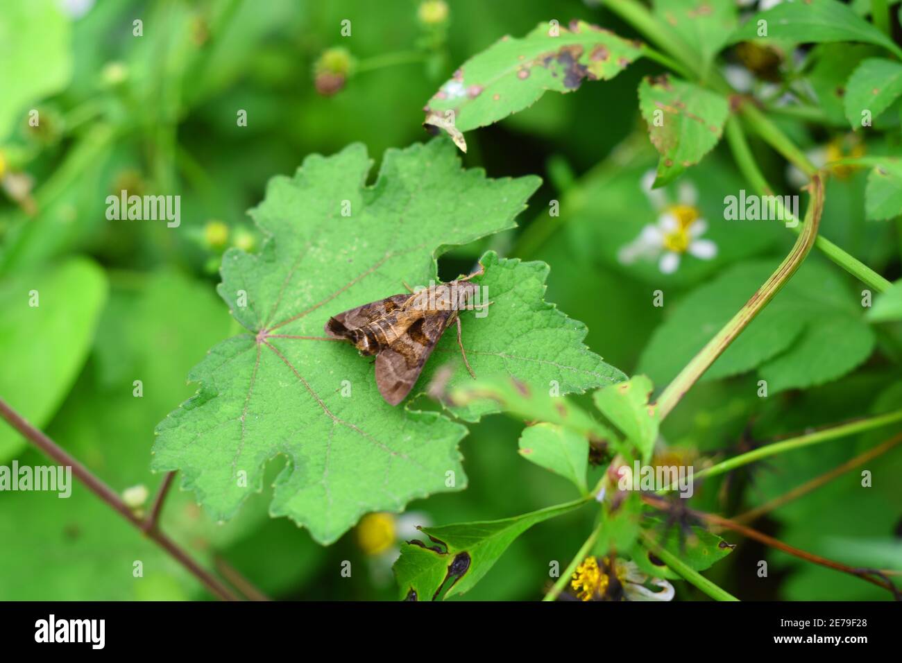 Hummingbird hawk moth Stock Photo - Alamy