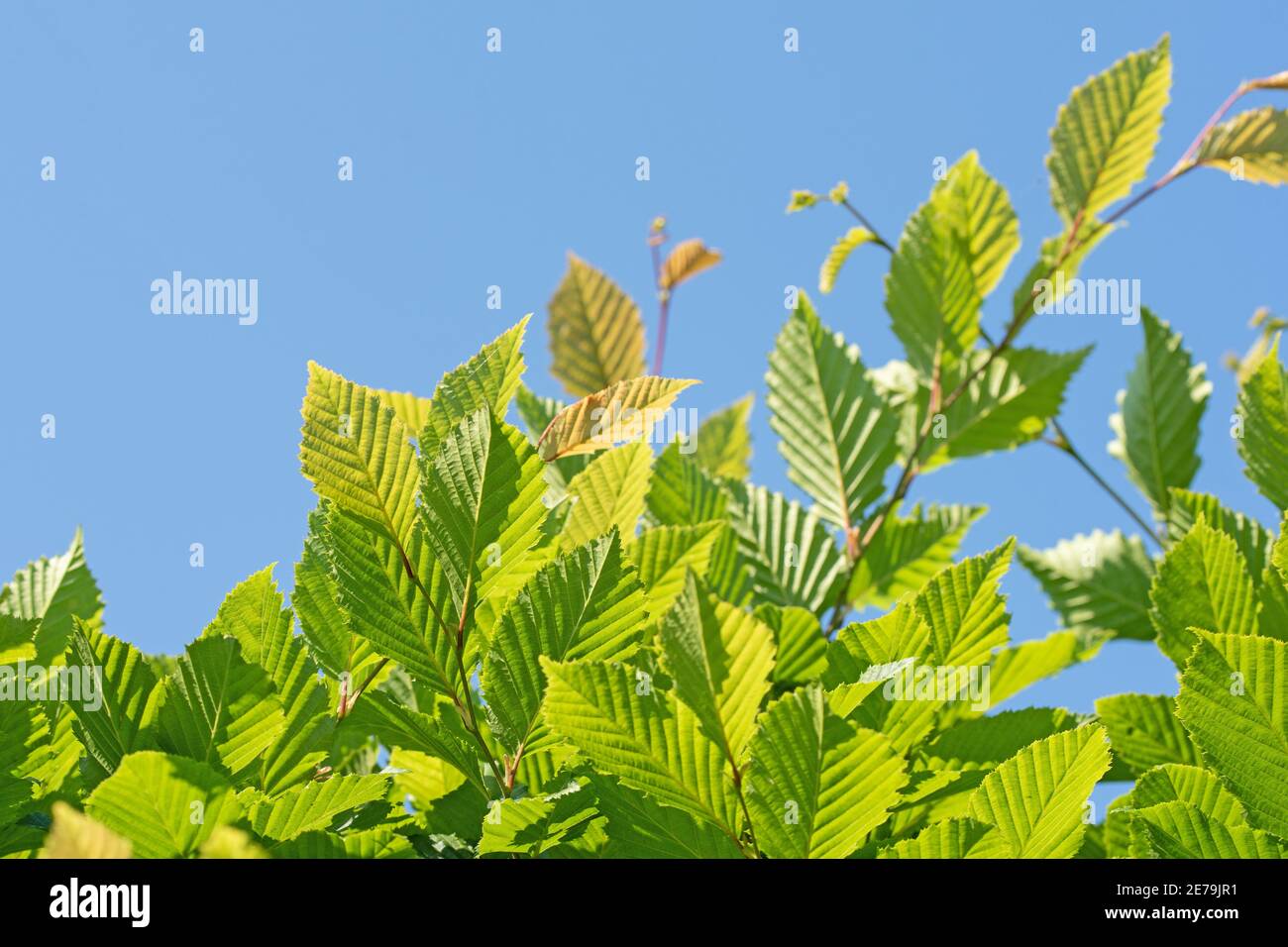 Spring beech leaves hi-res stock photography and images - Alamy