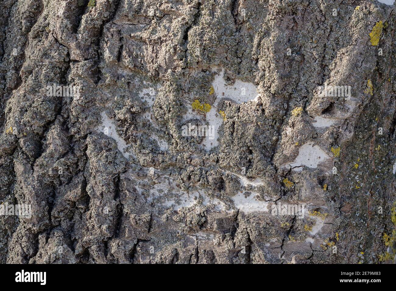 Poplar bark close-up. The texture of the tree. Natural multitasking ...