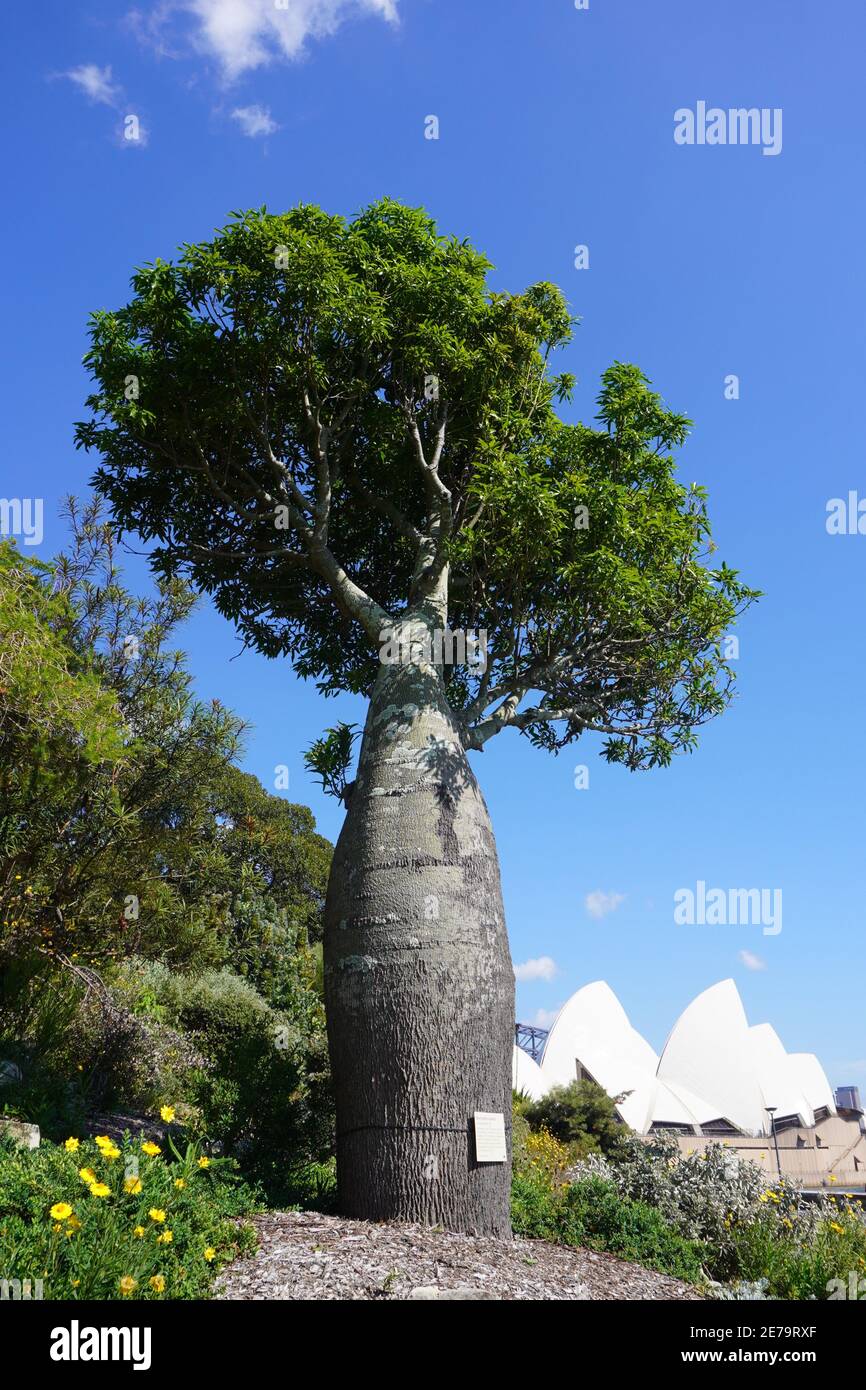 Majestic Bottle Tree dwarfing Sydney Opera House Stock Photo - Alamy