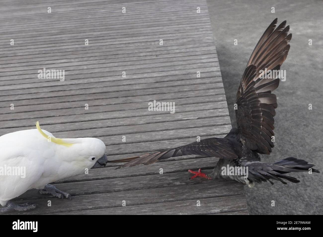 Cockatoo pulling at an escaping Pigeons’s Wing Stock Photo - Alamy