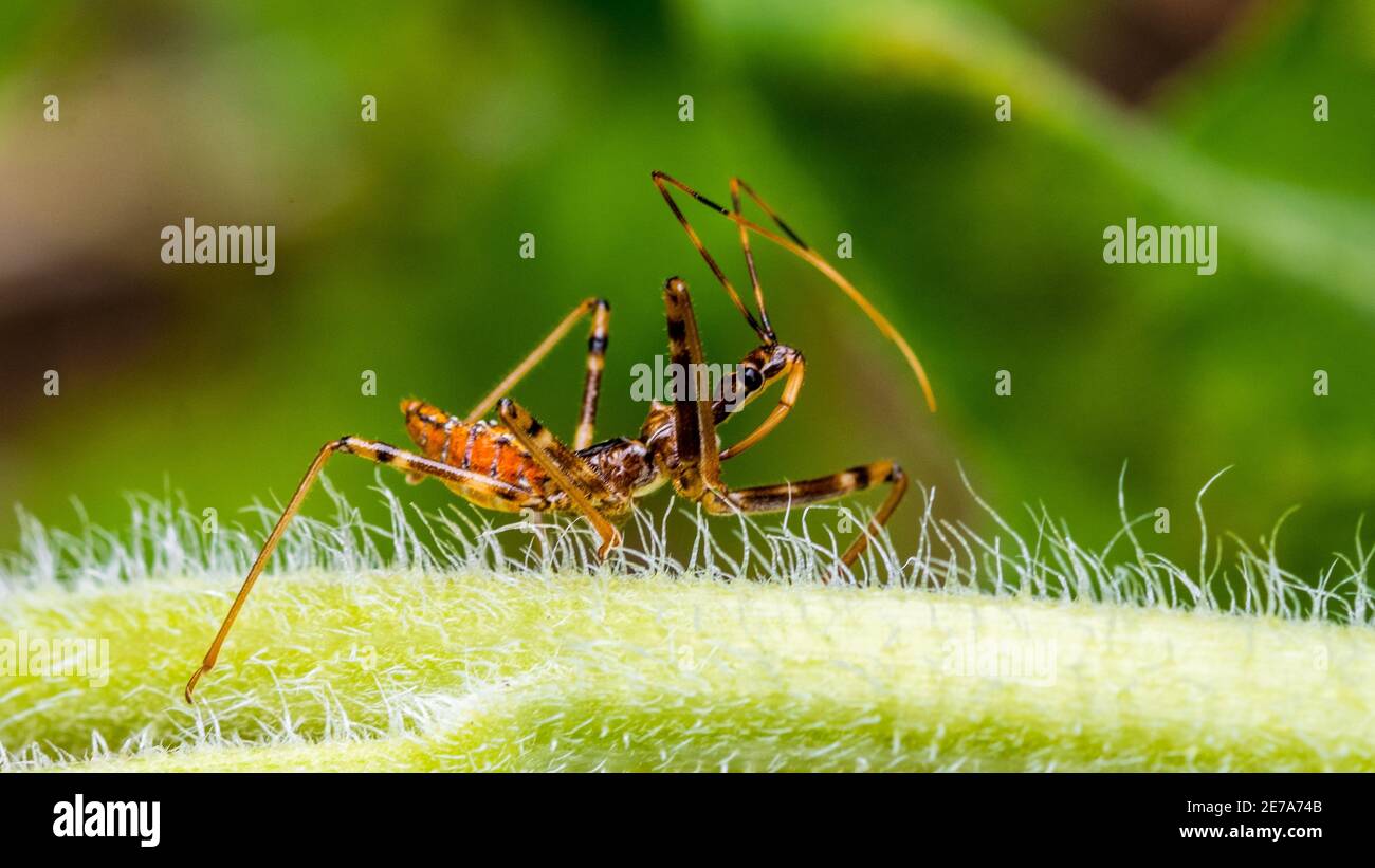 Damsel bug hi-res stock photography and images - Alamy