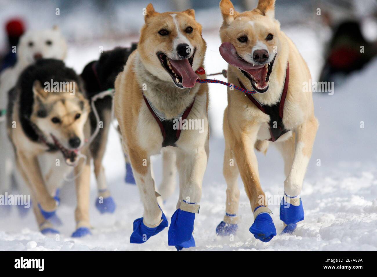 Iditarod trail 1925 hi-res stock photography and images - Alamy