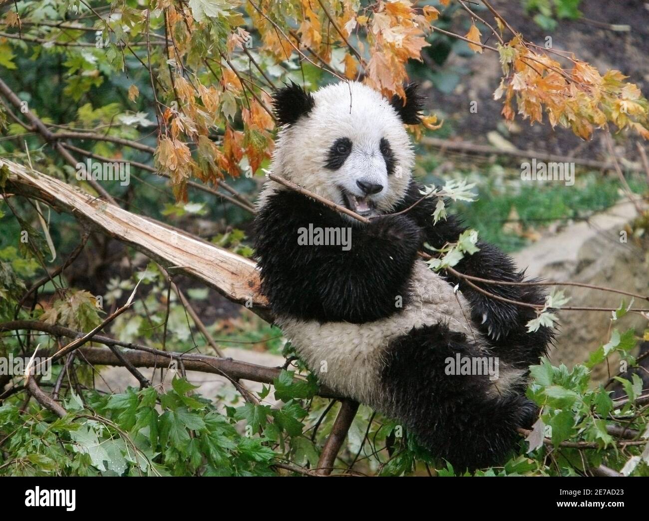Washington dc national zoo pandas hi-res stock photography and images ...