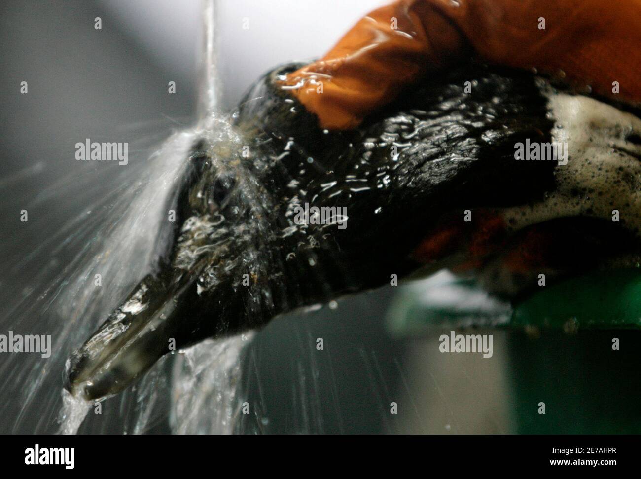 Bird oil spill penguin hi-res stock photography and images - Alamy