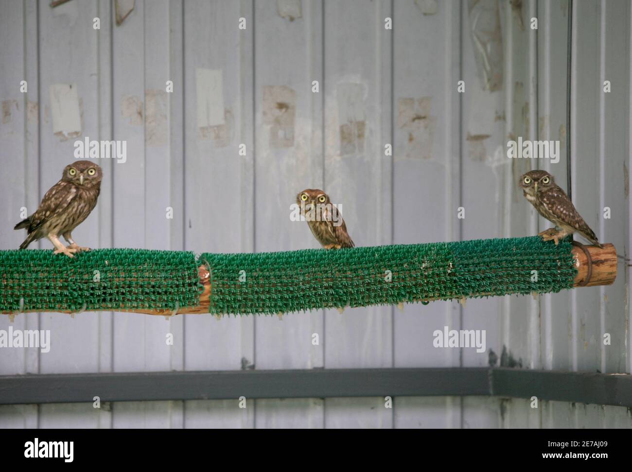 Raptor enclosure hi-res stock photography and images - Alamy