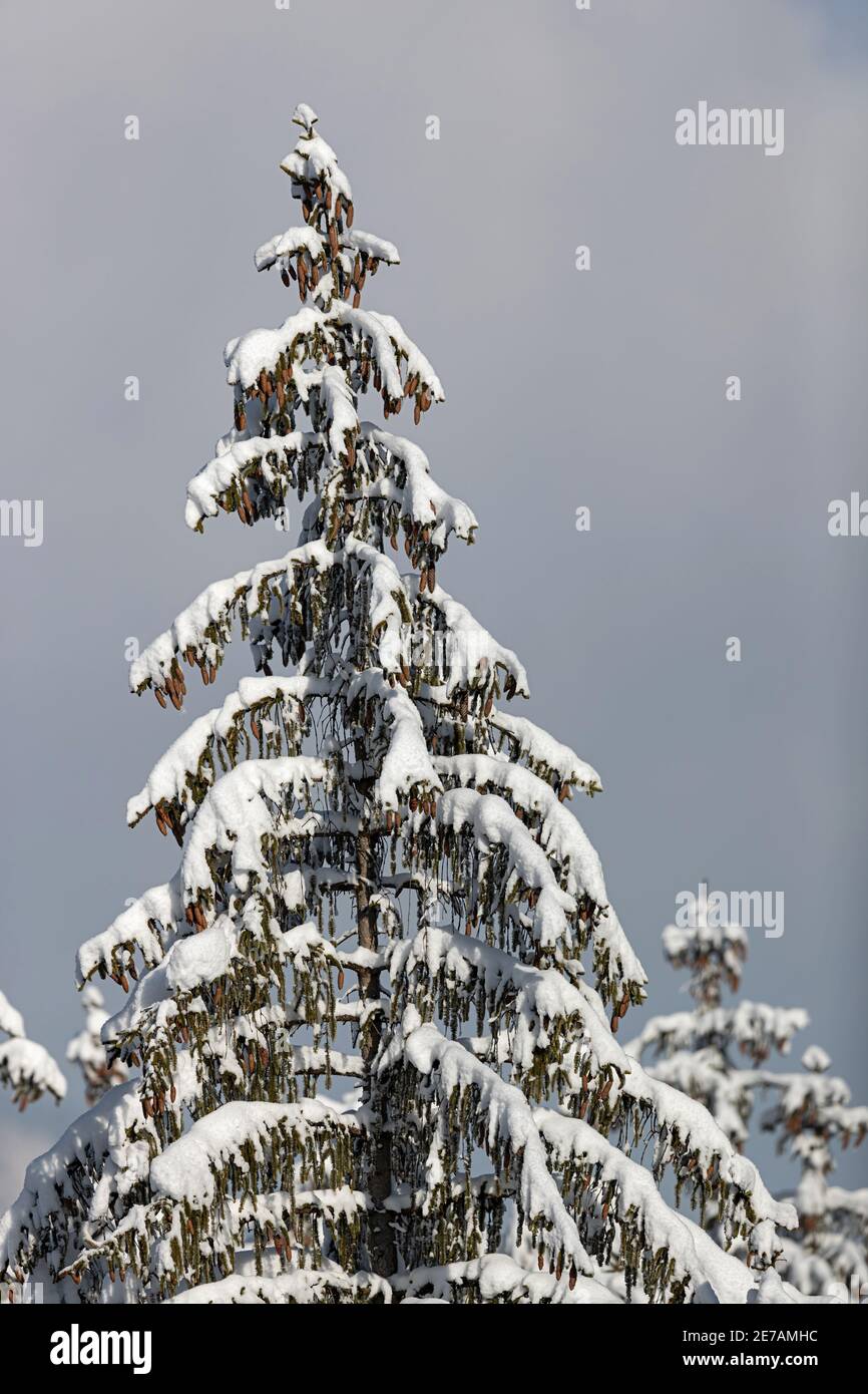 Spruce covered with snow hi-res stock photography and images - Alamy