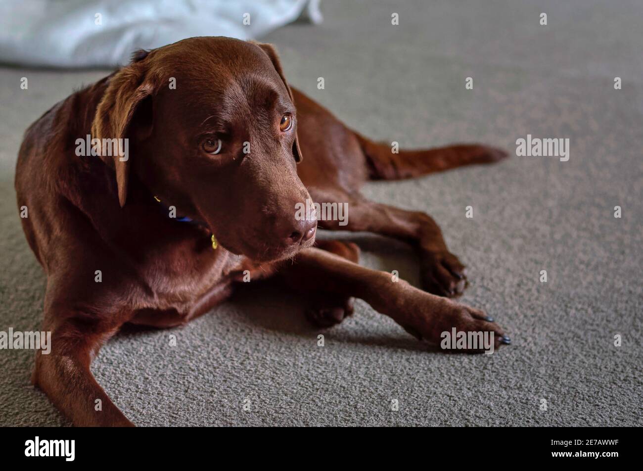 Young chocolate labrador dog lying inside on carpet Stock Photo - Alamy