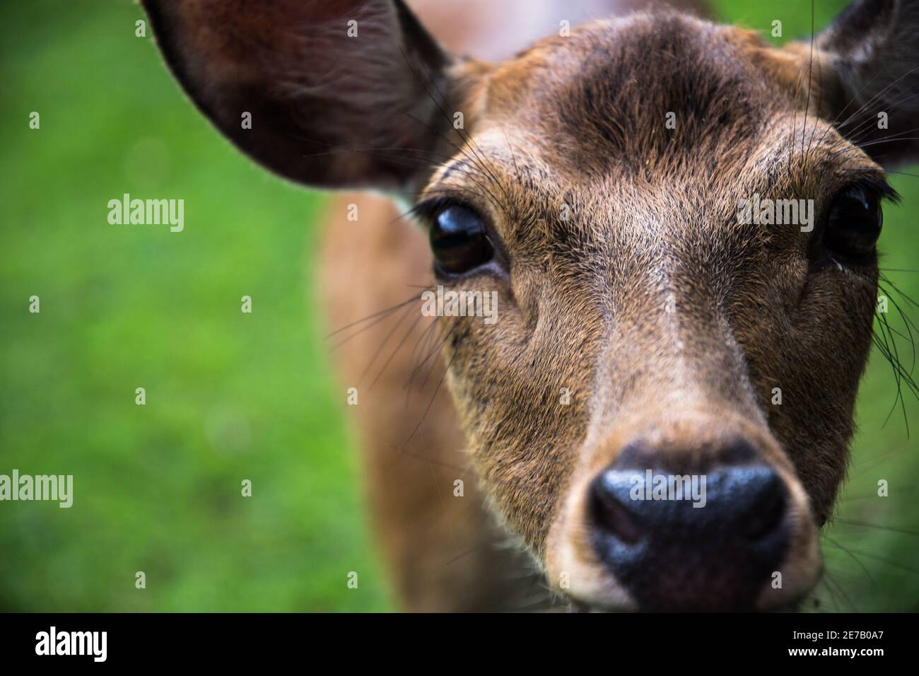 Closeup of deer in front of grass Stock Photo - Alamy