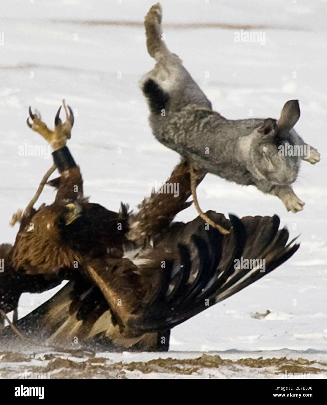 Tame eagles hi-res stock photography and images - Alamy