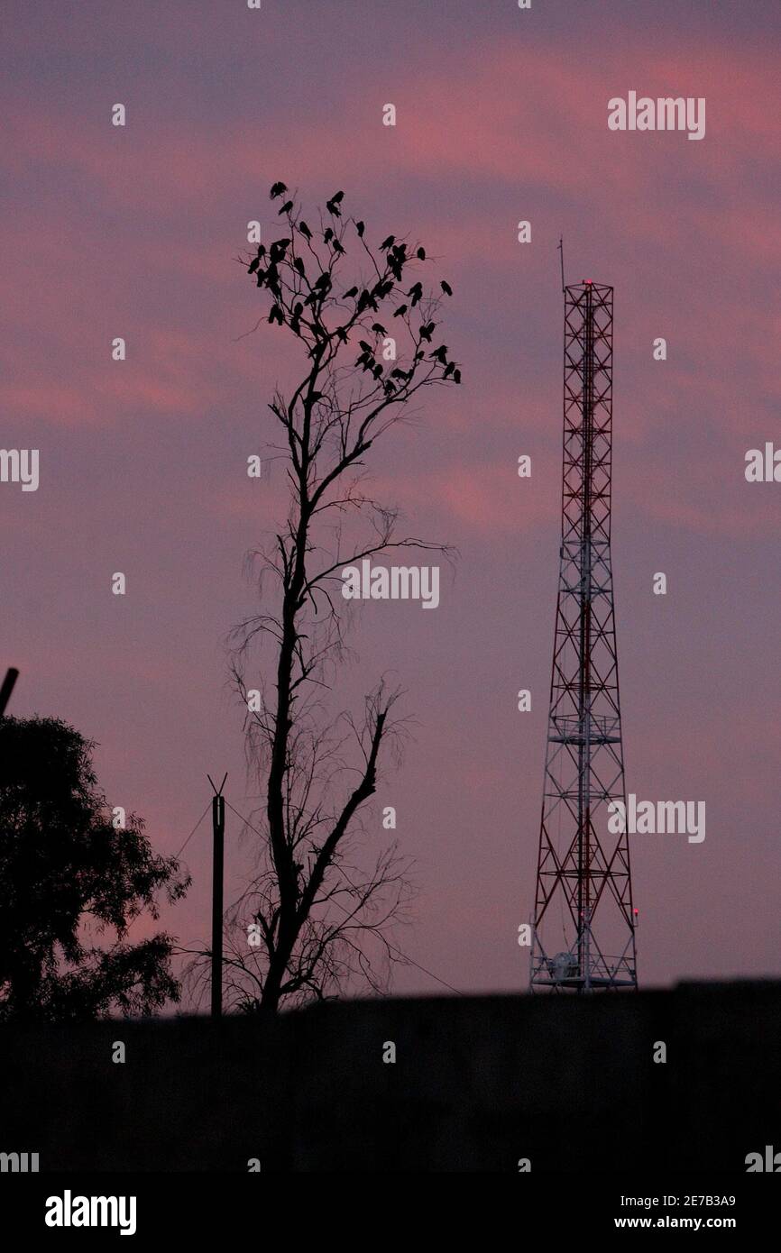 Birds of iraq hi-res stock photography and images - Alamy