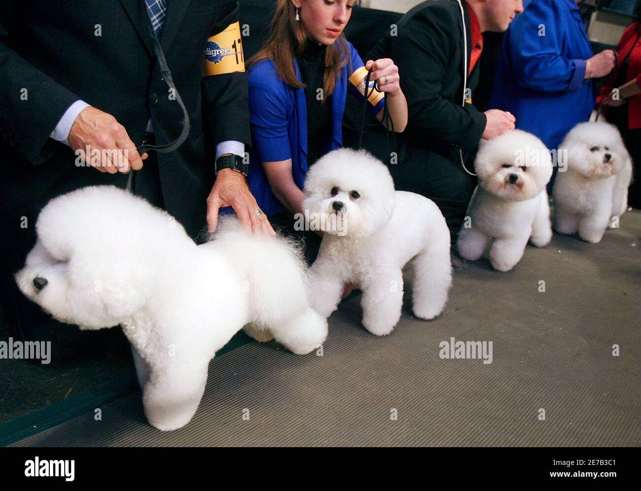 Bichons frises hi-res stock photography and images - Alamy