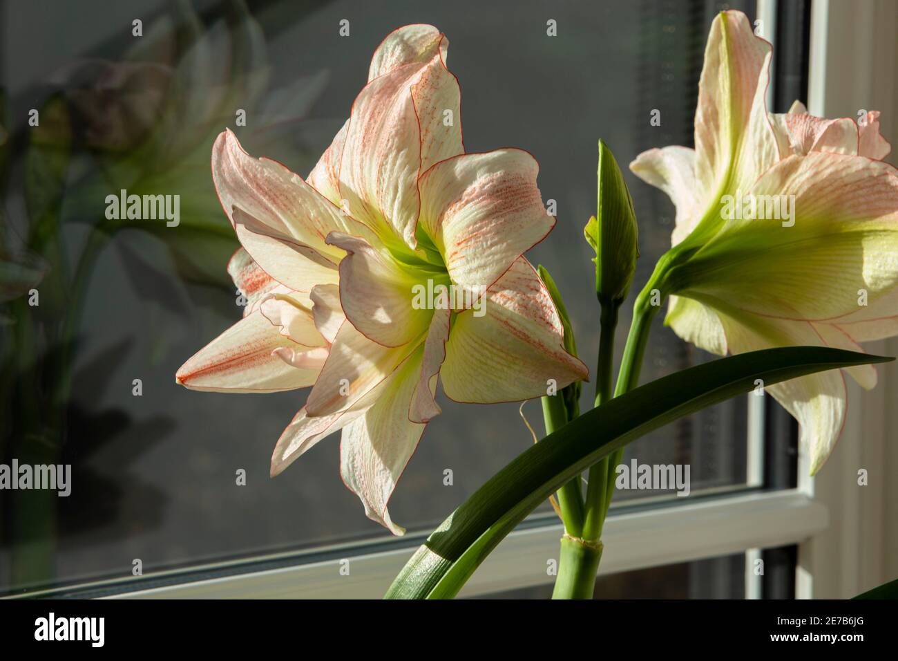 Amaryllis house plant, pot plant, growing indoors on a window ledge ...