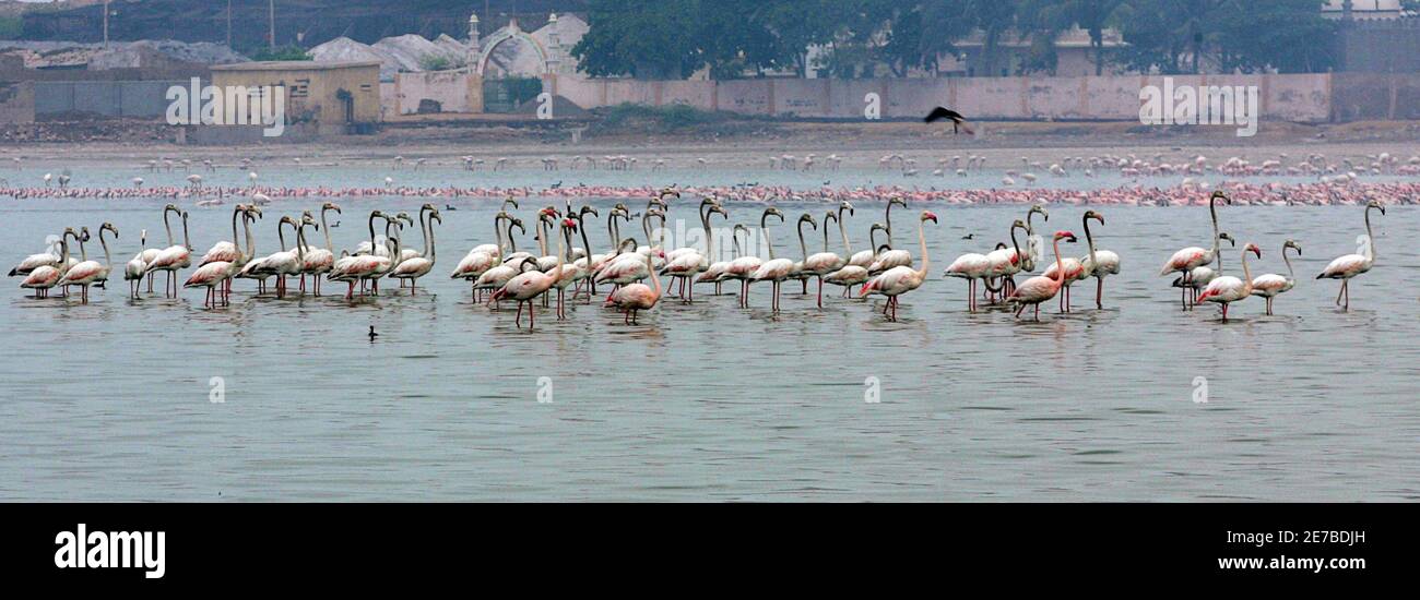 West indian flamingos hi-res stock photography and images - Alamy