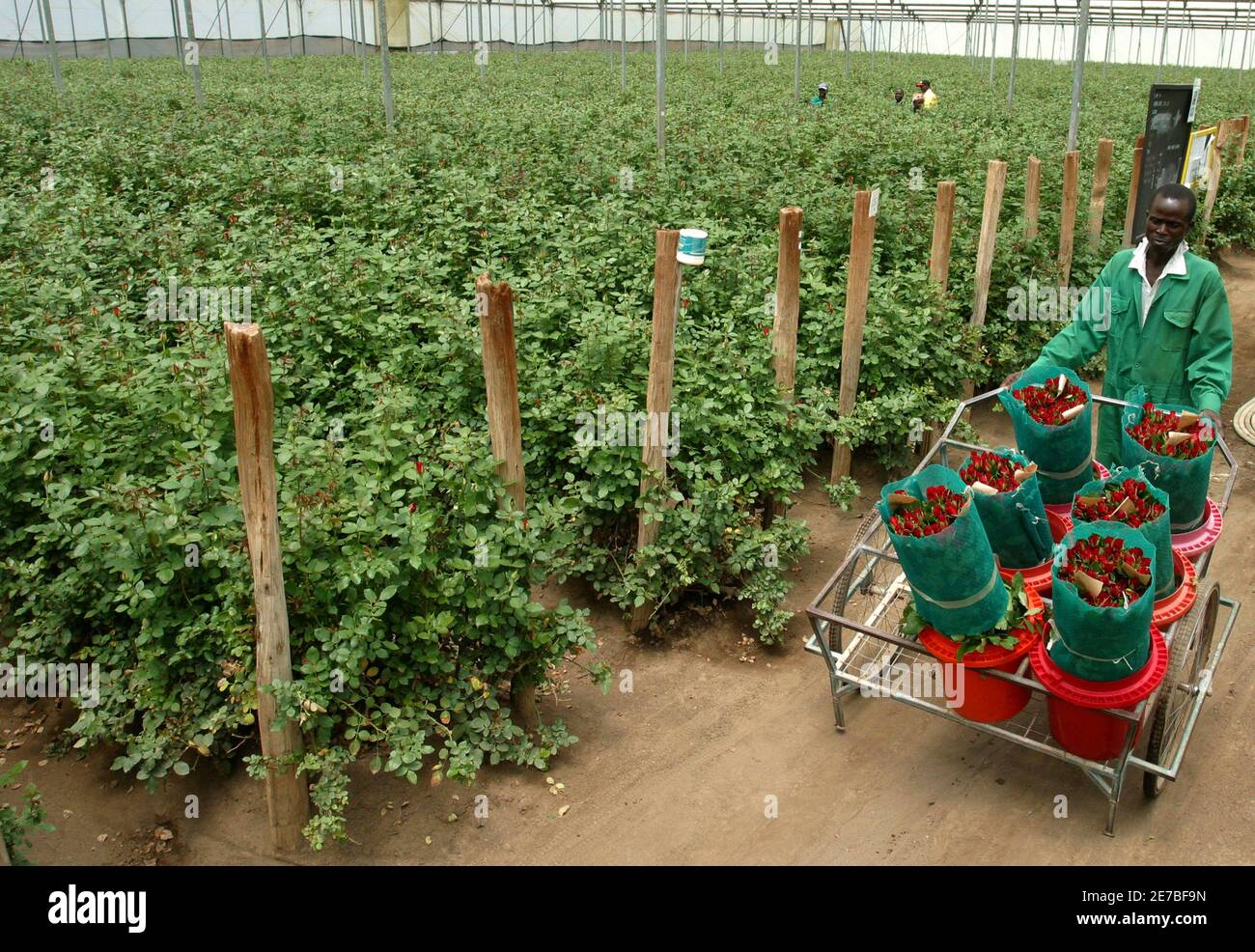 Kenya farm rose hi-res stock photography and images - Alamy