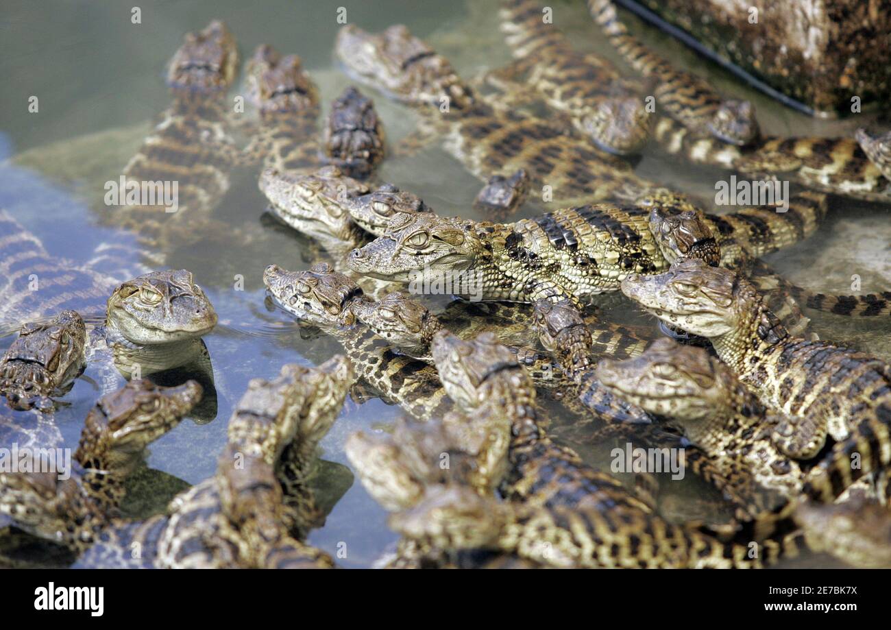 Baby cayman hi-res stock photography and images - Alamy