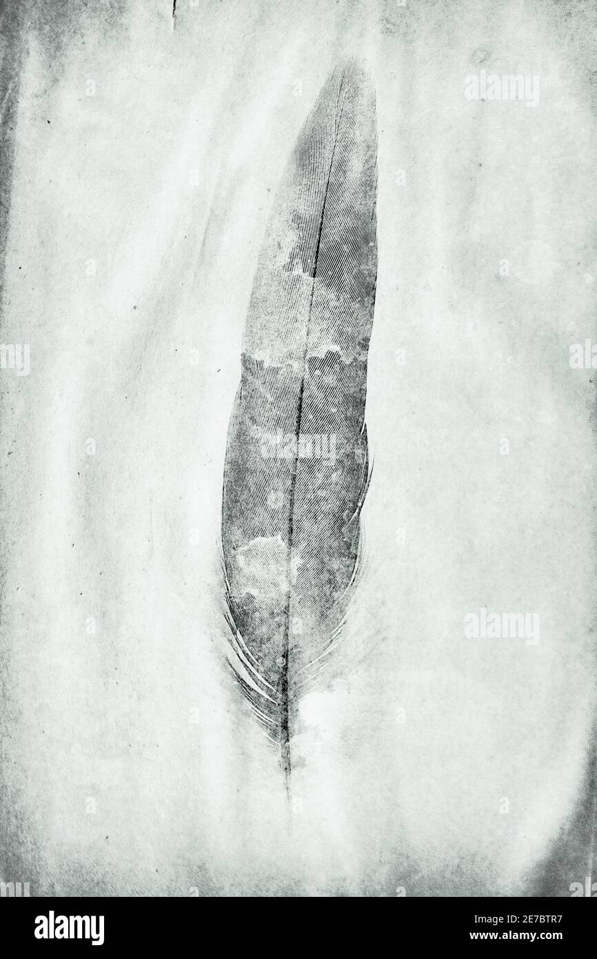 Watermark paper hi-res stock photography and images - Alamy