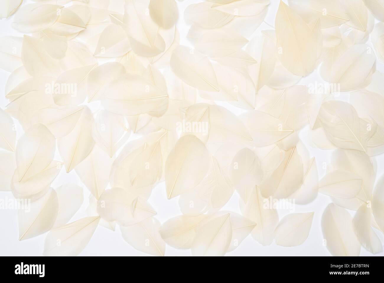 top view of White bird feathers on white background Stock Photo - Alamy