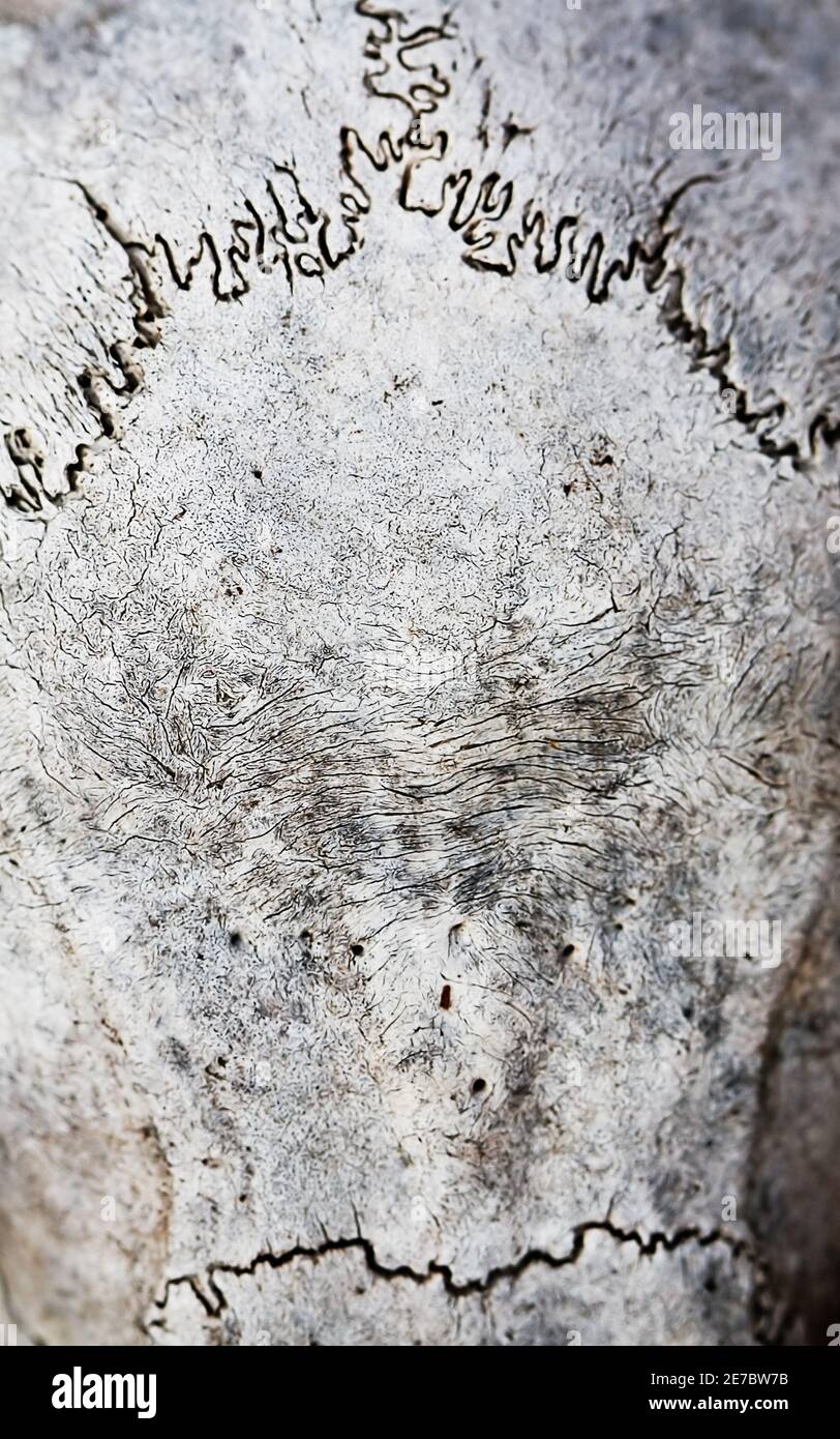 Skull close up hi-res stock photography and images - Alamy