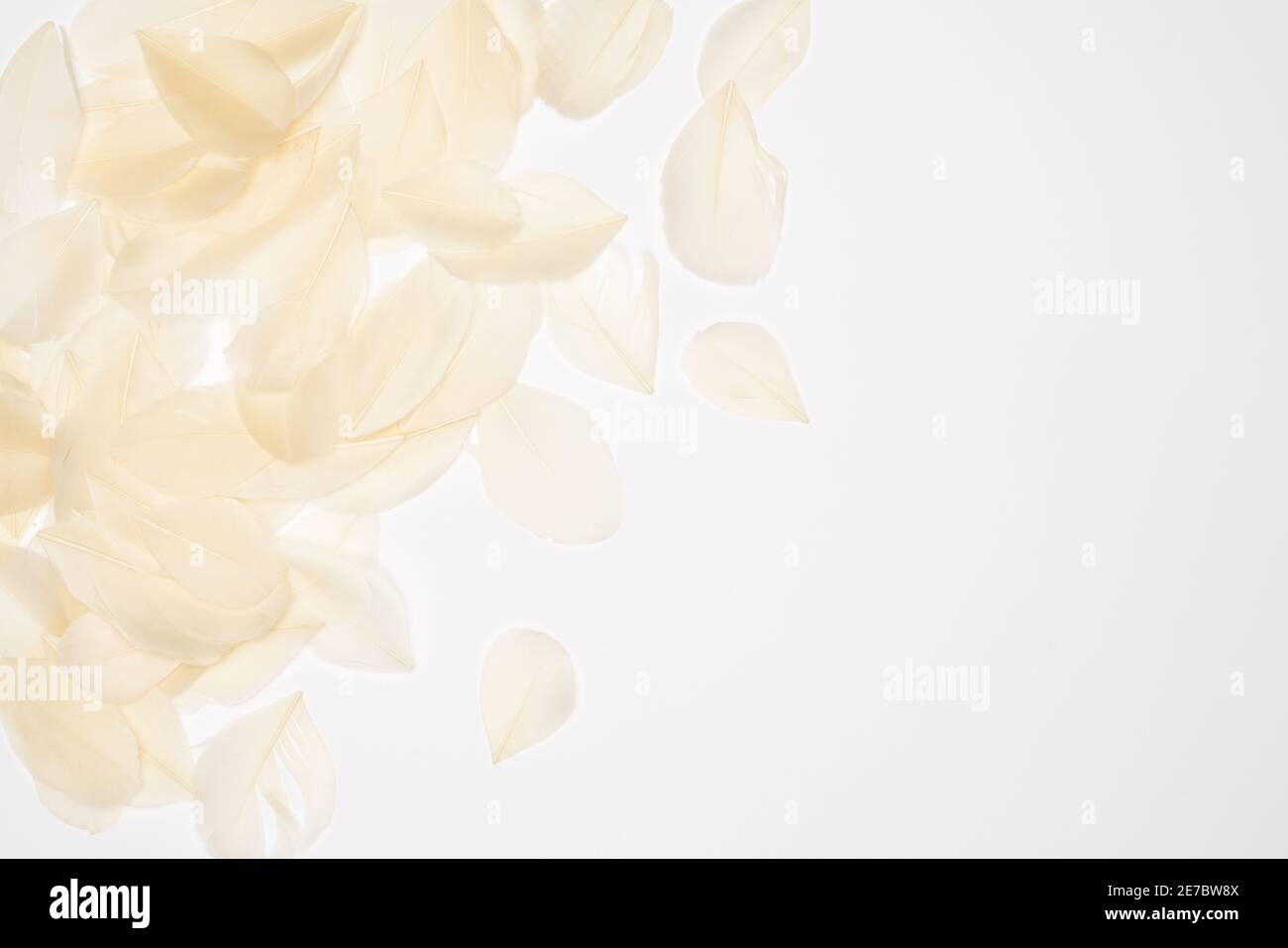 top view of White bird feathers on white background Stock Photo - Alamy