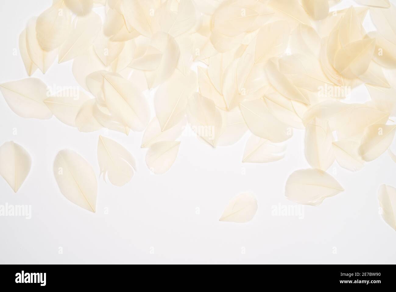 top view of White bird feathers on white background Stock Photo - Alamy