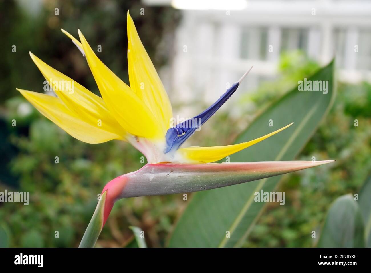 Bird of Paradise (Strehtia retinae) - symbol of Los-Angeles Stock Photo ...
