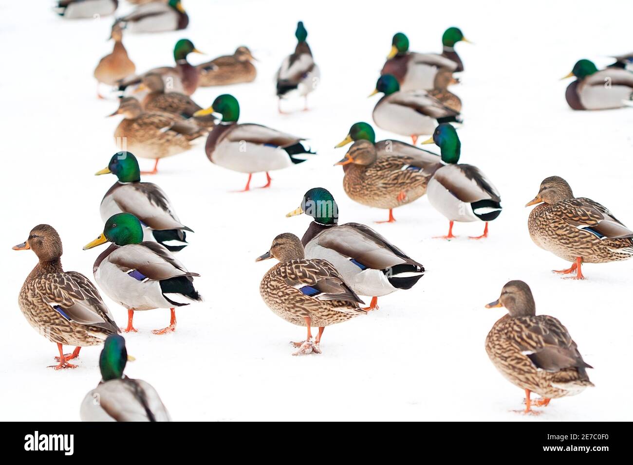 The other duck Cut Out Stock Images & Pictures - Alamy