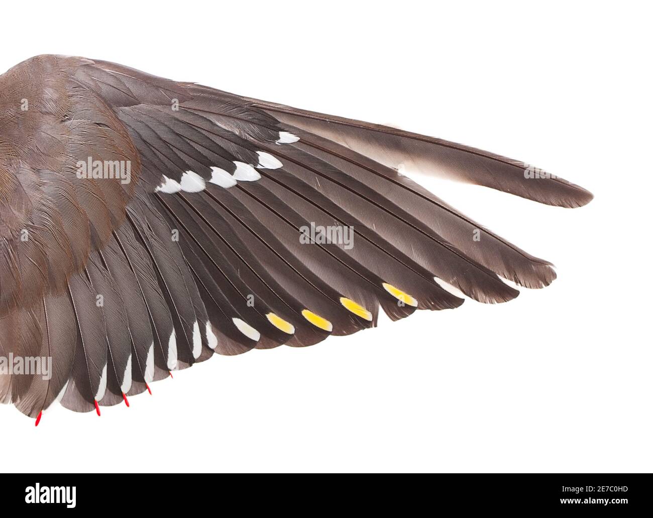 Isolated waxwing hi-res stock photography and images - Alamy