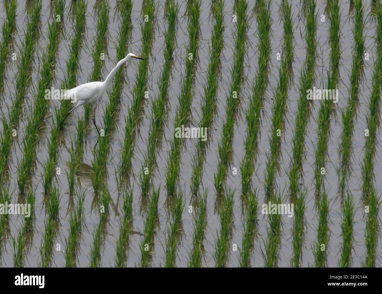 Korean demilitarized zone wildlife hi-res stock photography and images ...