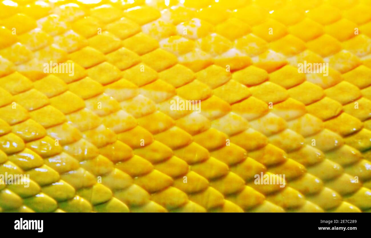 natural skin of a snake close up Stock Photo - Alamy